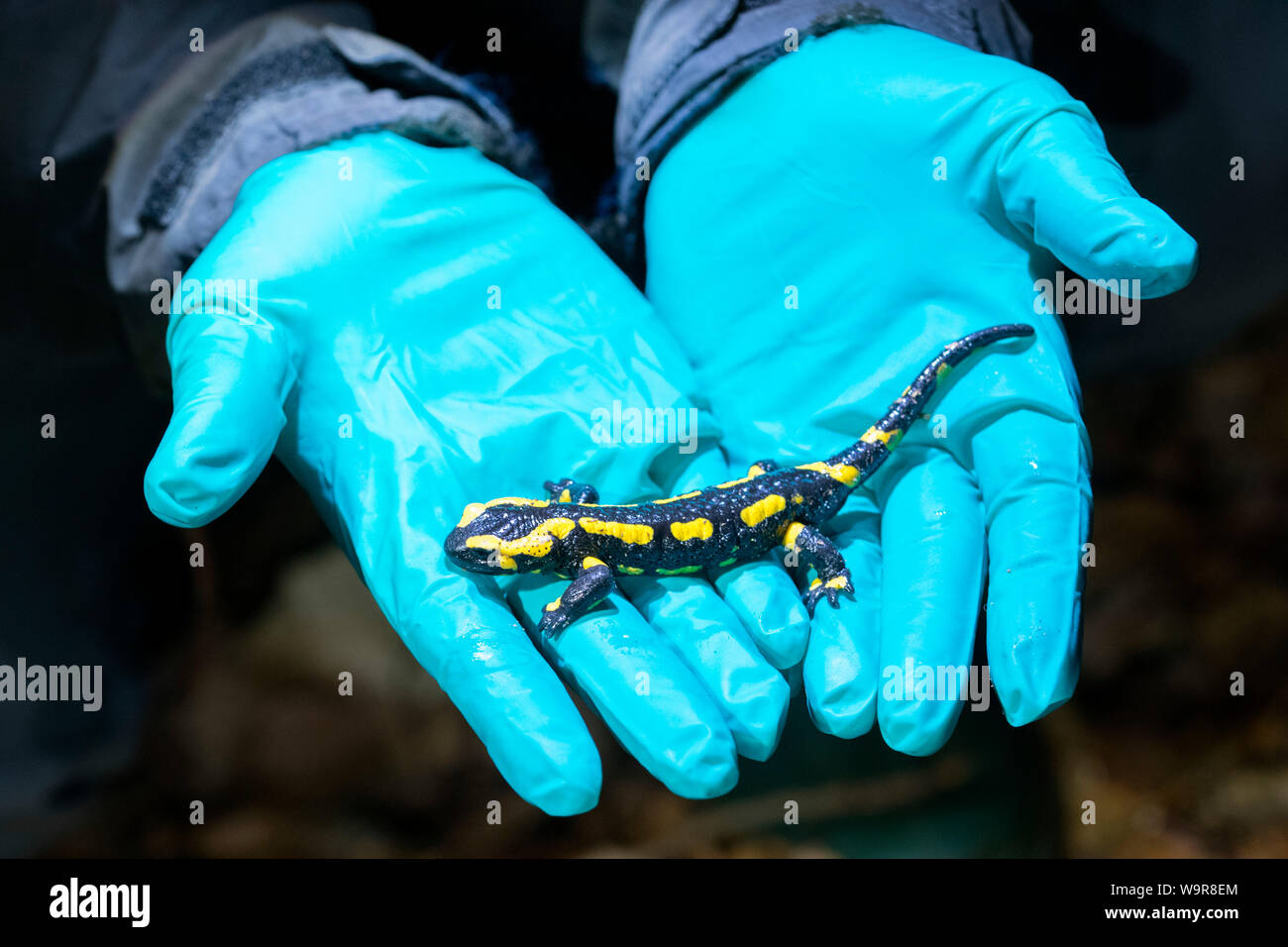 fire salamander, Bsal sampling, Muehlheim, North Rhine-Westphalia ...