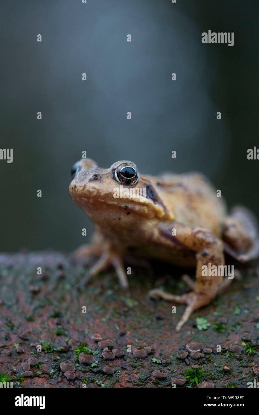 Female frogs hi-res stock photography and images - Alamy