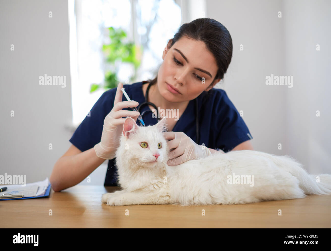 Veterinary surgeon and white cat at vet clinic Stock Photo - Alamy