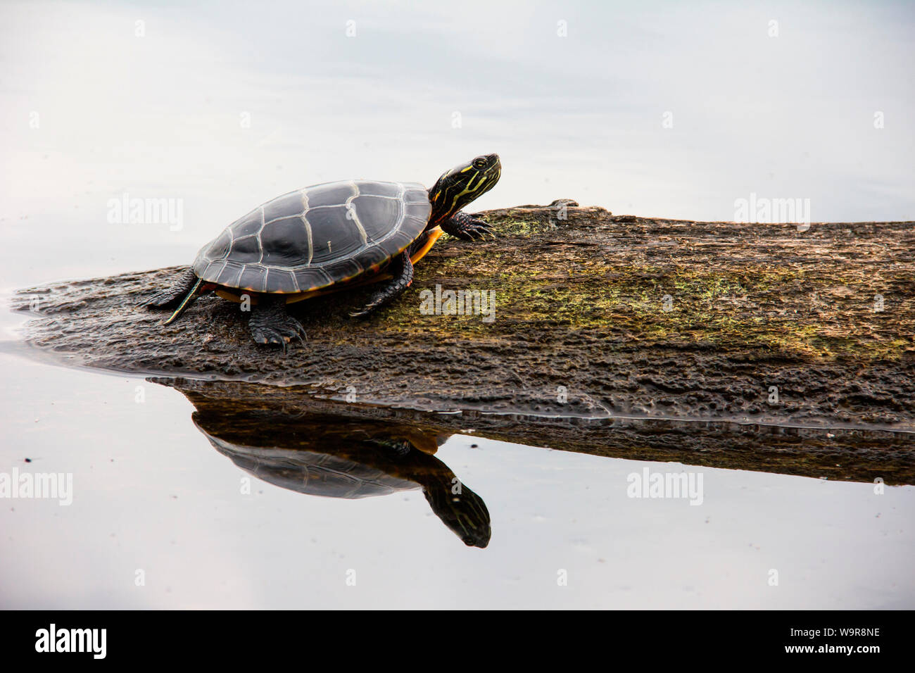 Eastern painted turtle hi-res stock photography and images - Alamy
