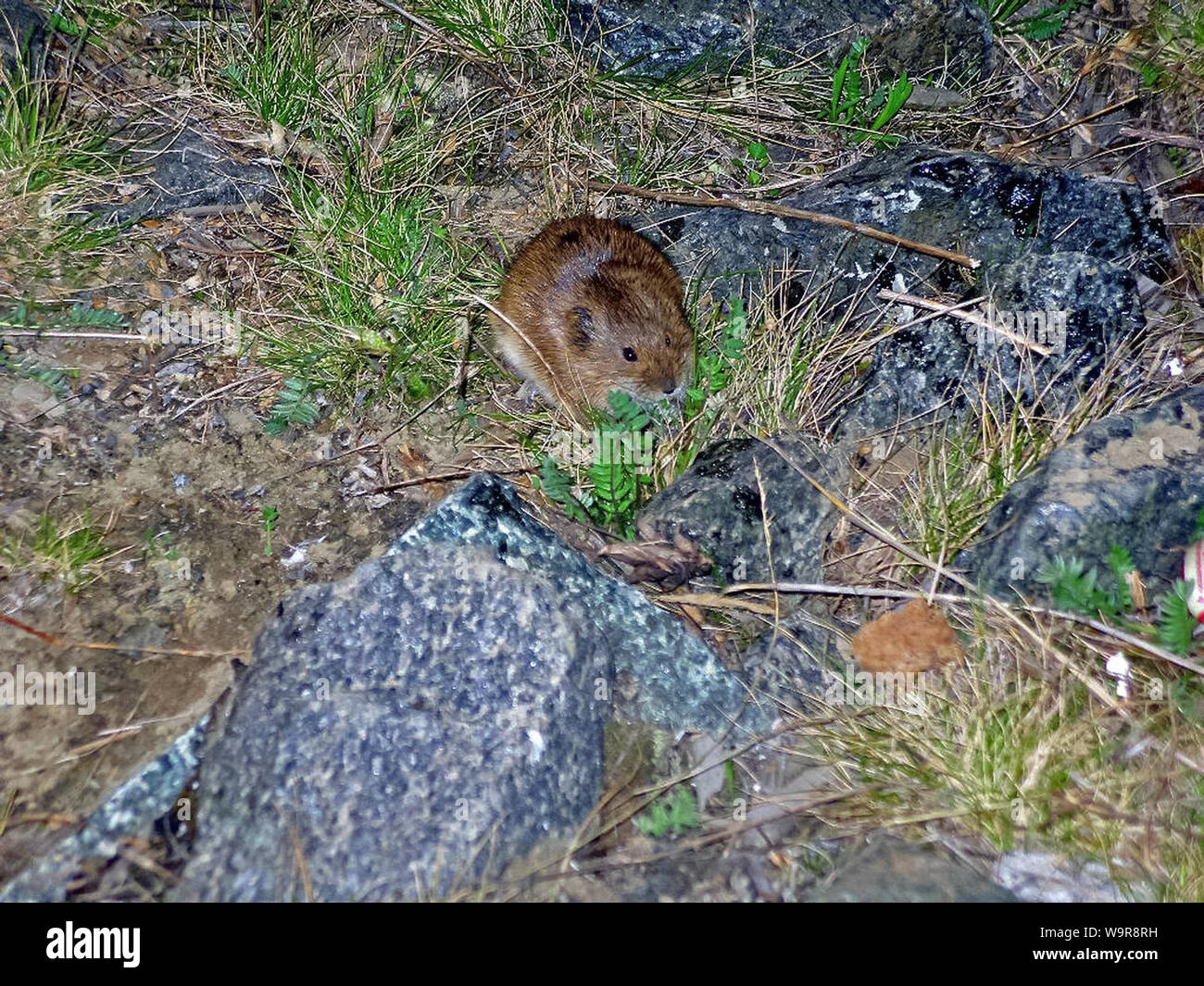 Arctic tundra canada lemming hi-res stock photography and images - Alamy