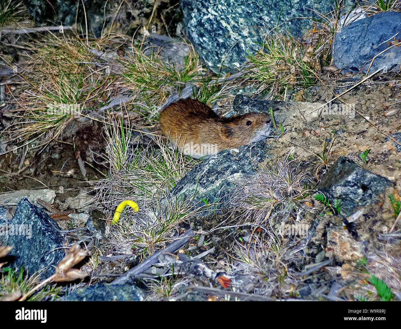 Arctic tundra canada lemming hi-res stock photography and images - Alamy