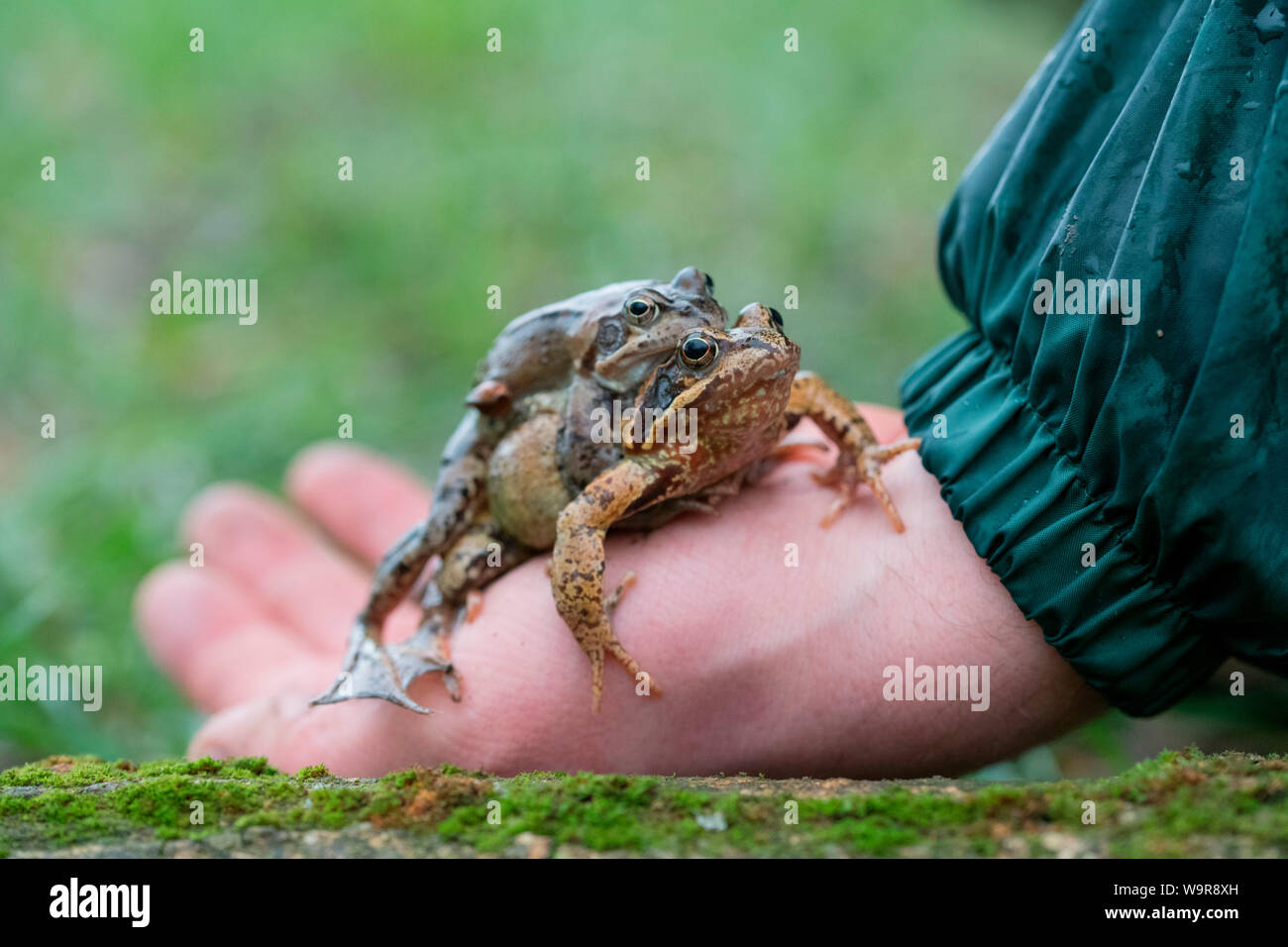 Common frogs on hand, Velbert, North Rhine-Westphalia, Europe, (Rana ...