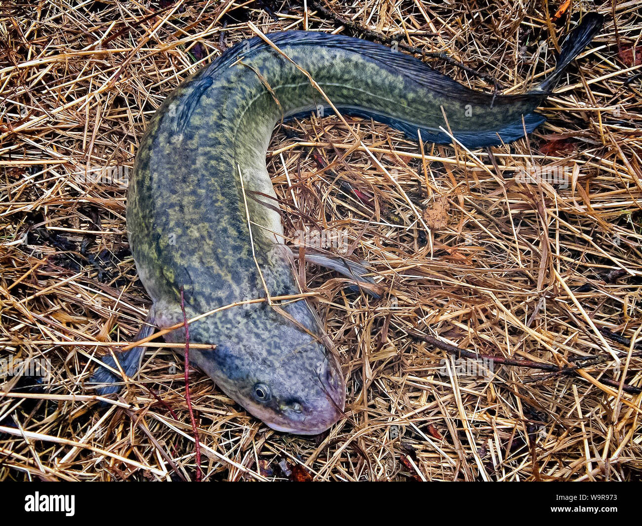 Fishing on burbot. Caught burbot. Burbot is a fish of northern rivers ...