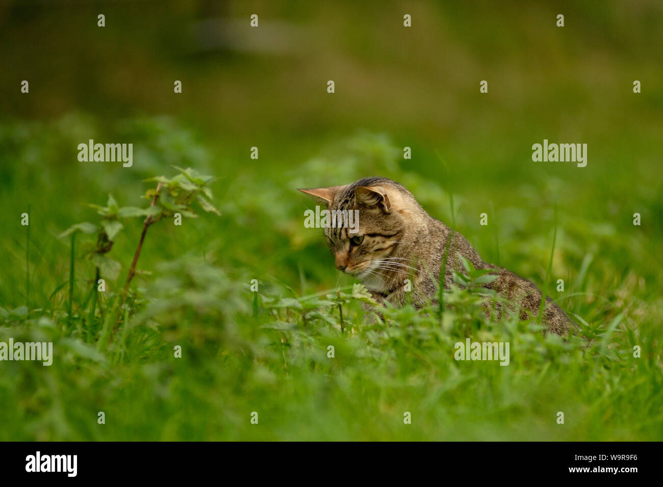 Domestic cat, tabby tomcat hunting on meadow Stock Photo - Alamy