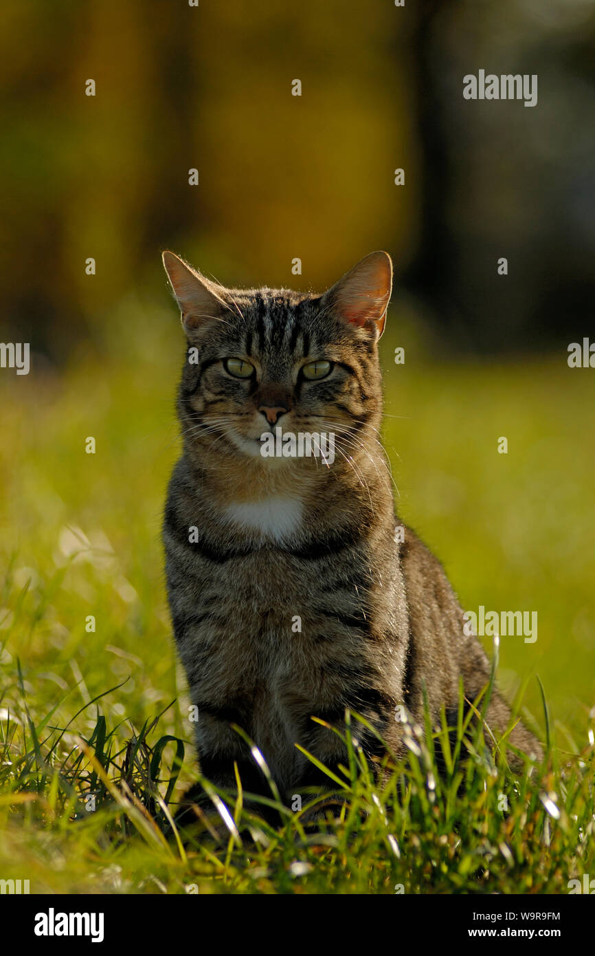 Domestic cat, tabby tomcat on meadow Stock Photo - Alamy