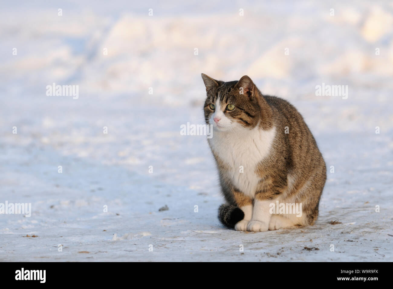 Domestic female cat in snow Stock Photo - Alamy