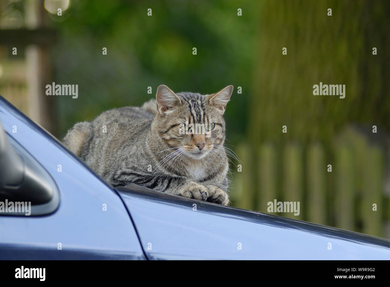 Domestic cat, tabby tomcat on hood Stock Photo - Alamy