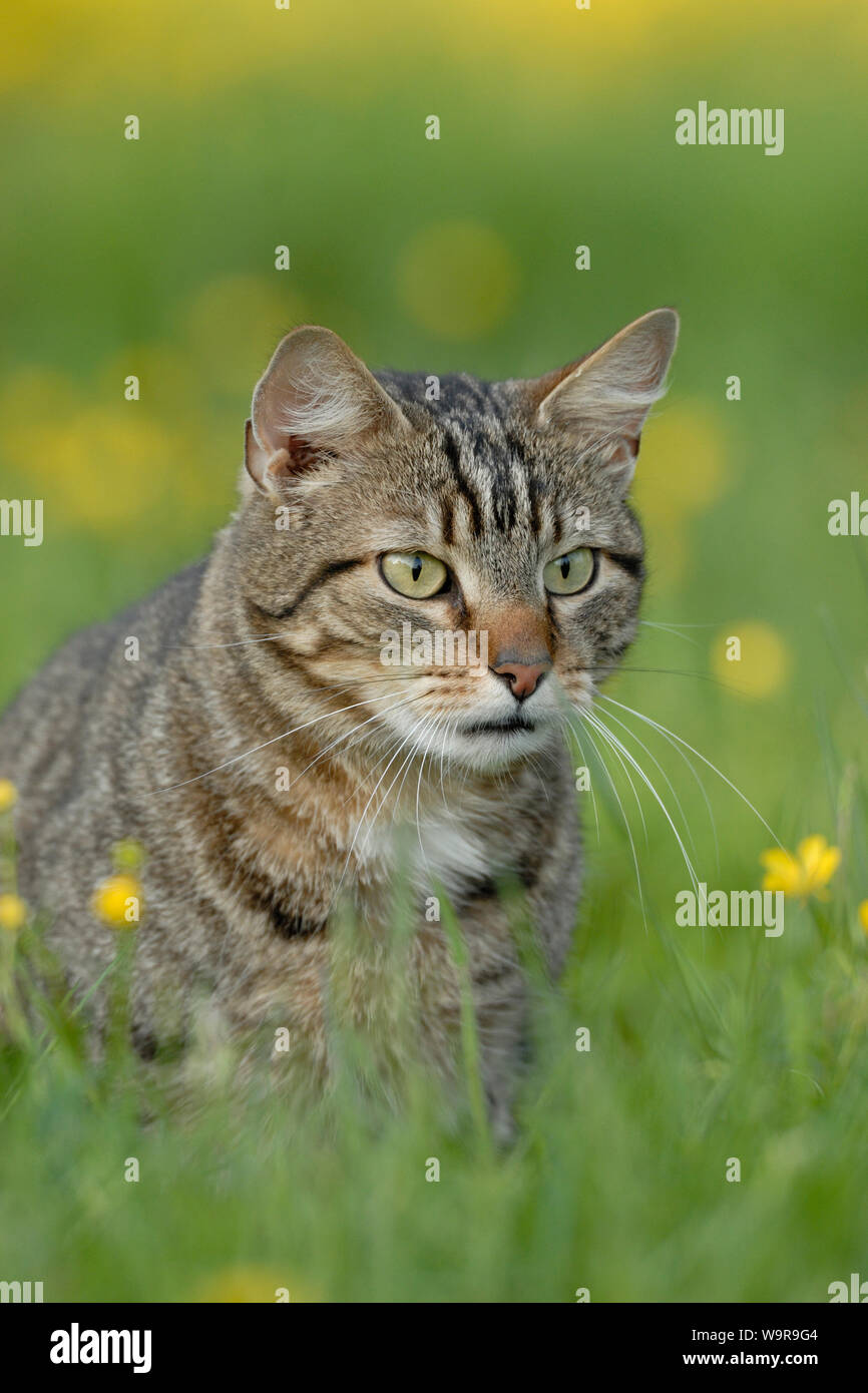 Domestic cat, tabby tomcat in meadow Stock Photo - Alamy