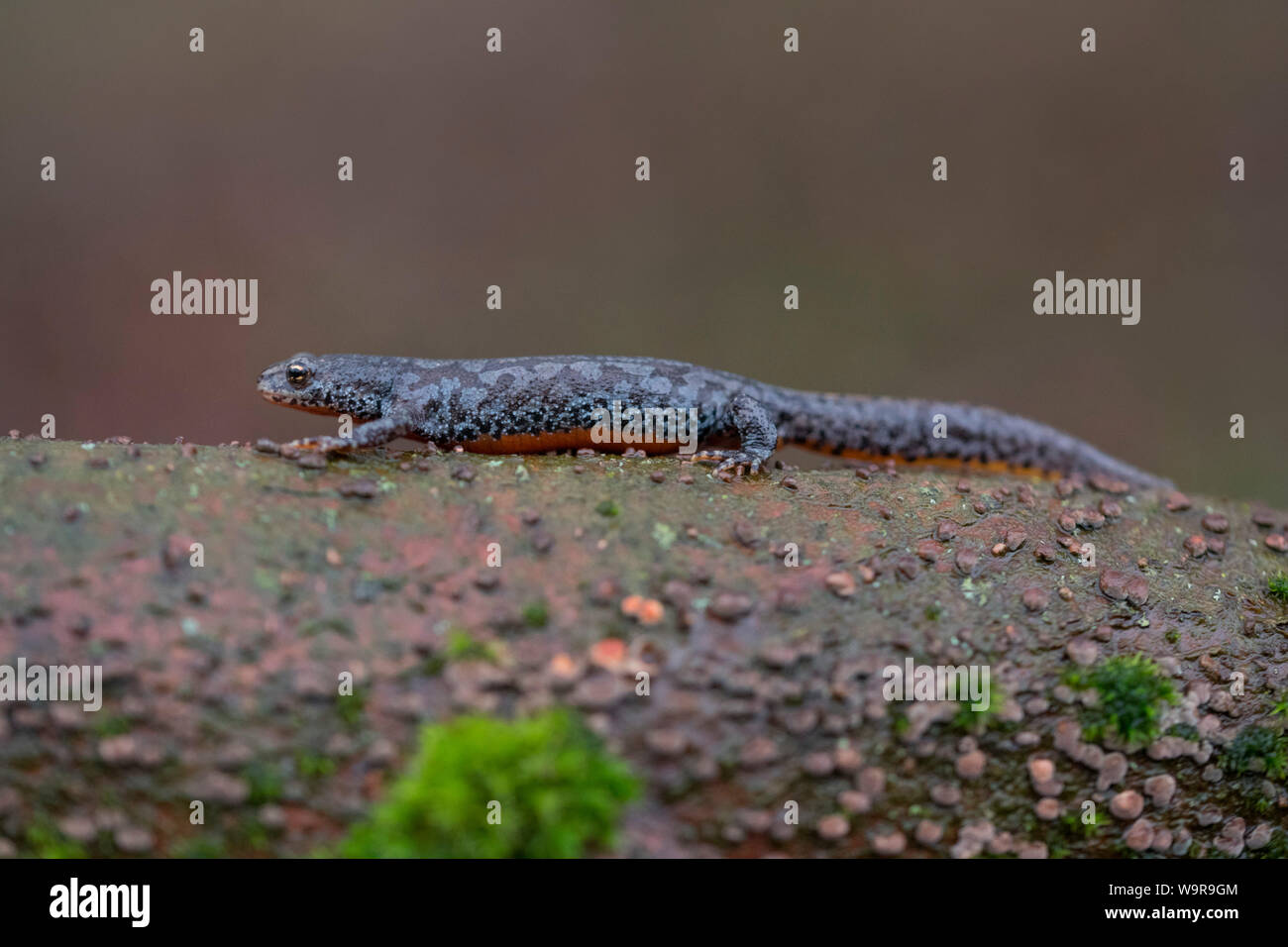 Alpine newt on wood, female, North Rhine-Westphalia, Europe ...