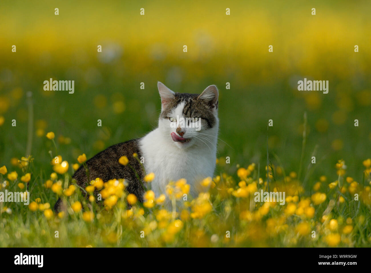 Domestic cats hi-res stock photography and images - Alamy