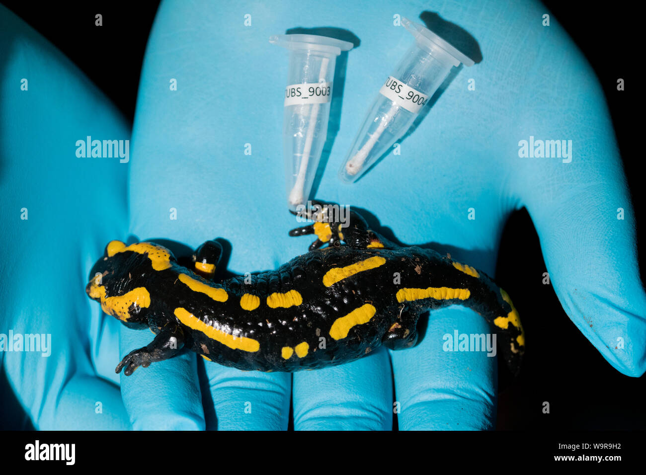 fire salamander at Bsal sampling, North Rhine-Westphalia, Europe ...