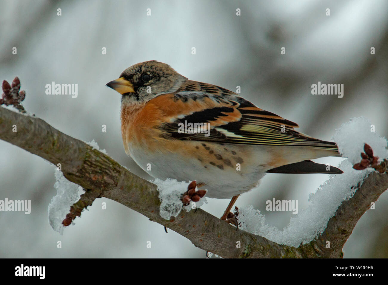 Brambling winter hi-res stock photography and images - Alamy