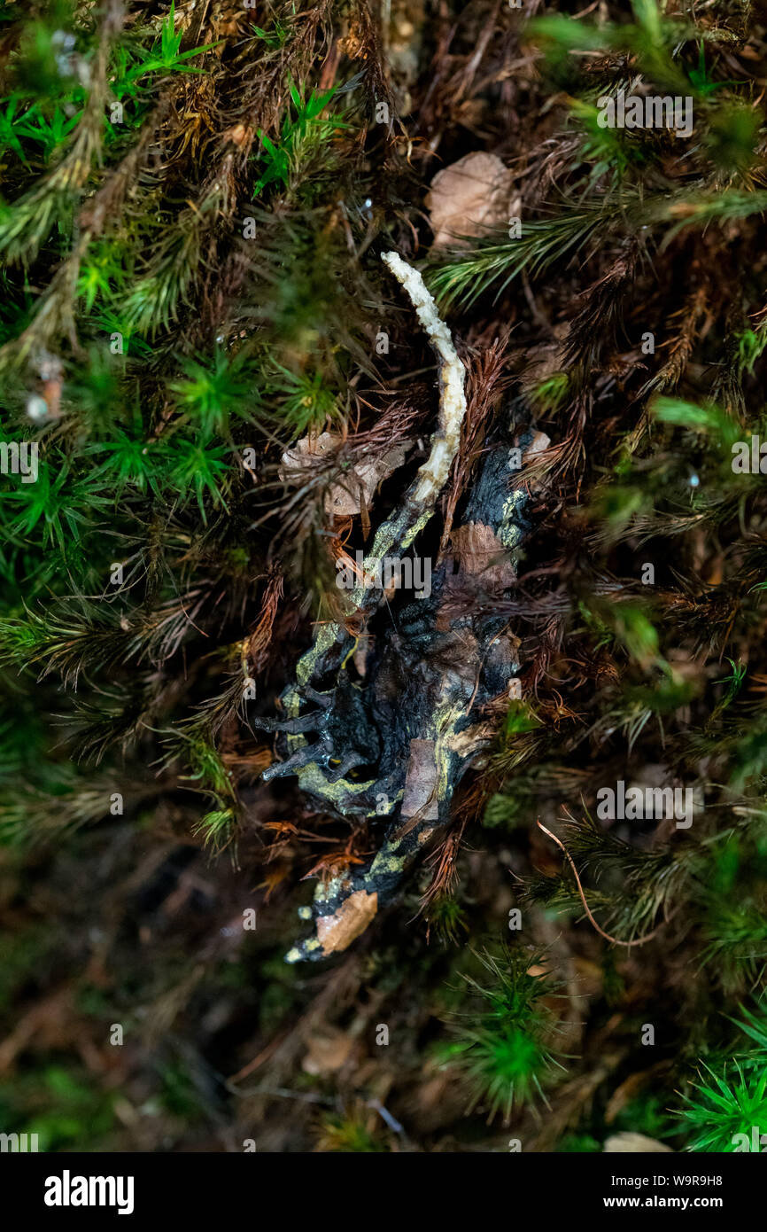 Dead salamanders hi-res stock photography and images - Alamy