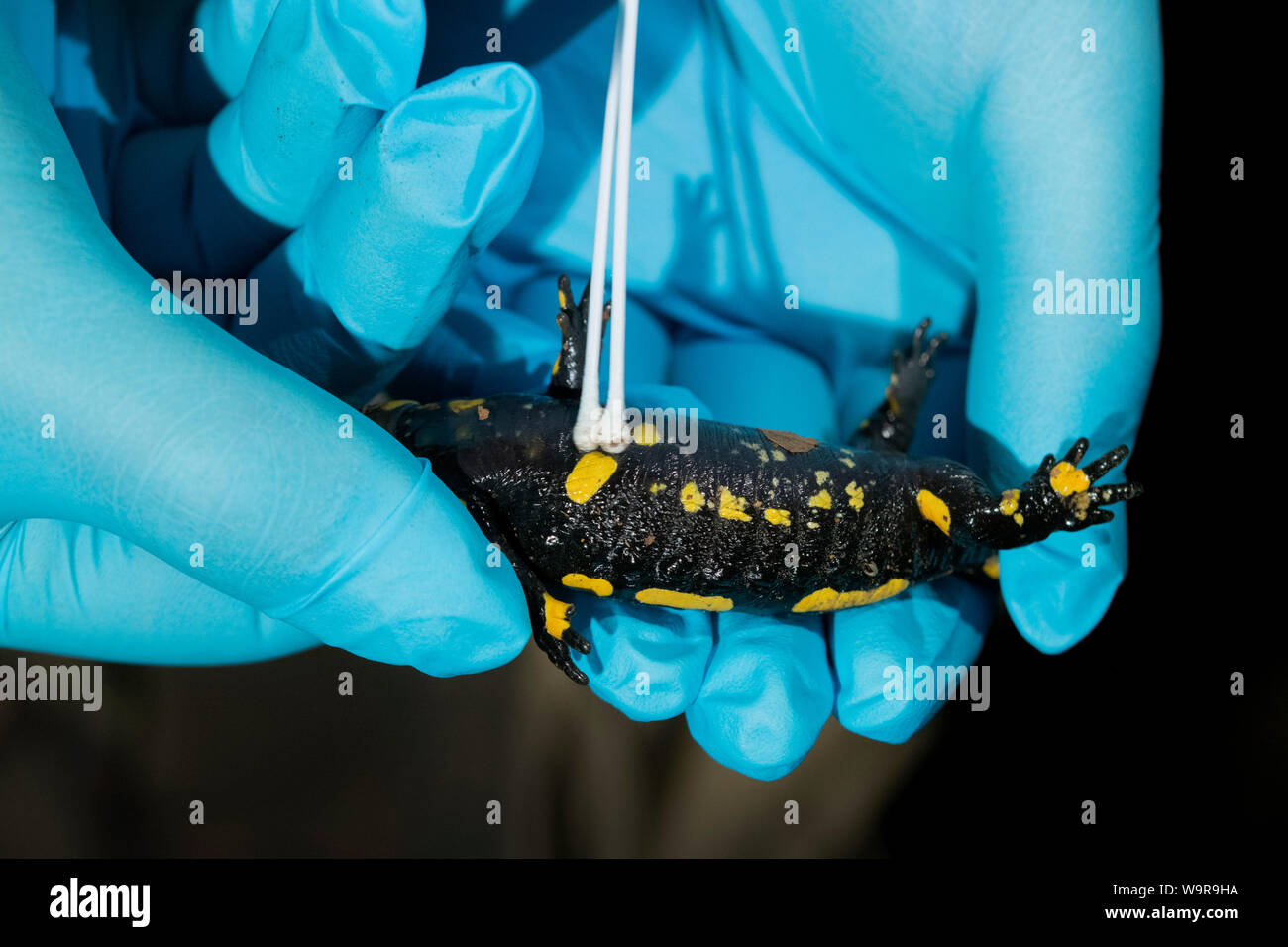 Fire salamanders salamandra salamandra hi-res stock photography and ...