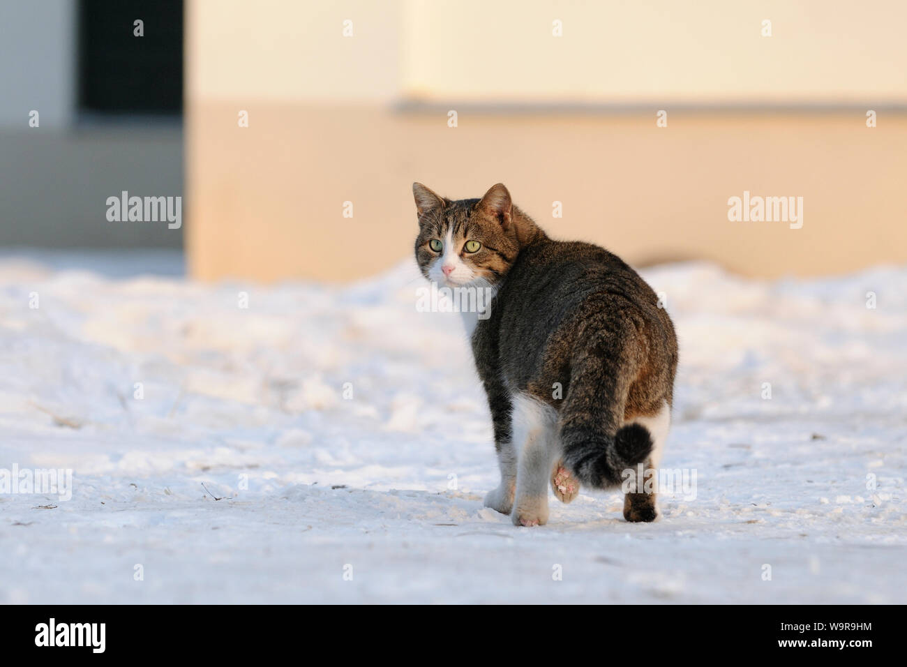 Domestic female cat in snow Stock Photo - Alamy