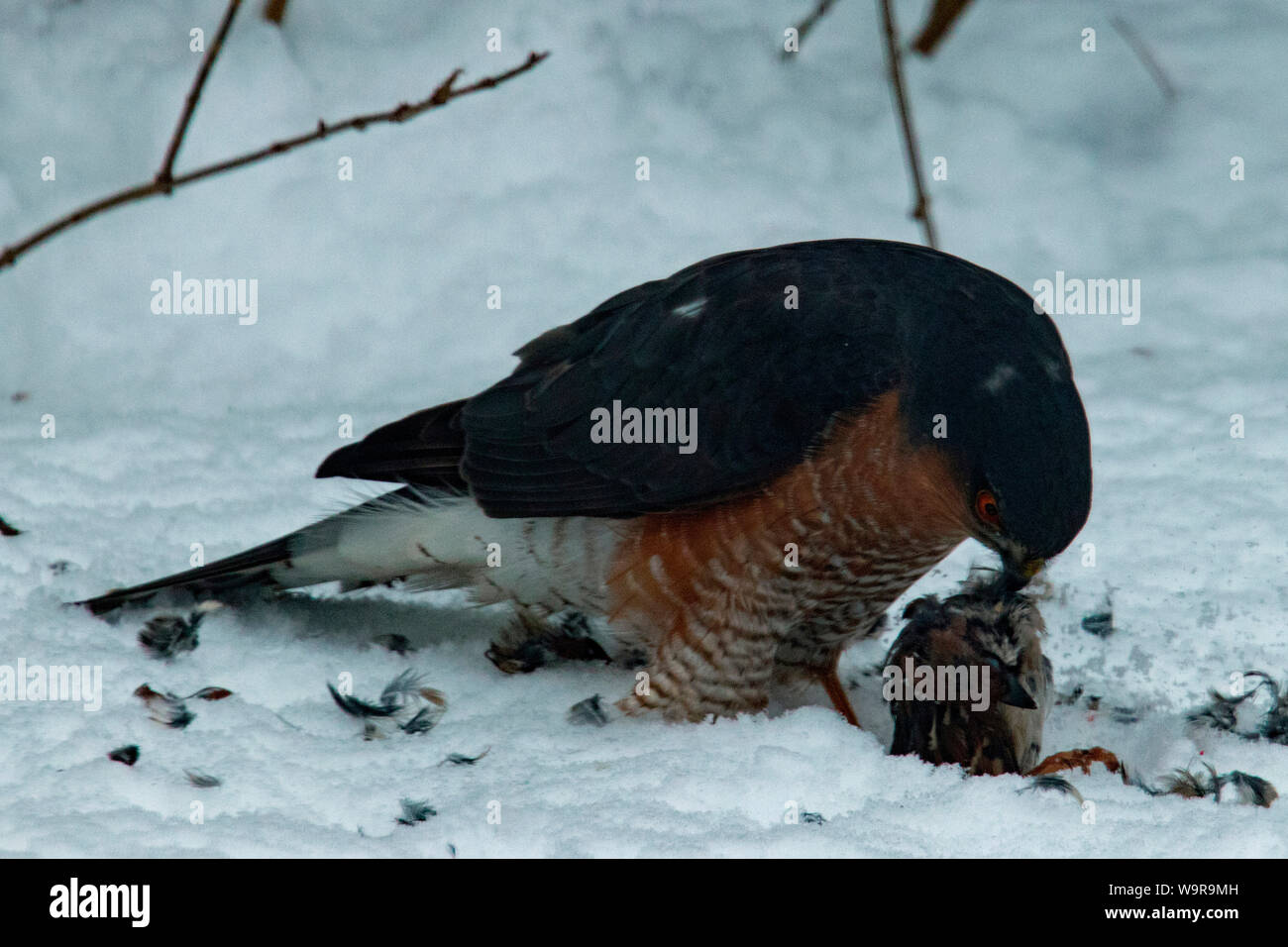 Predator chasing prey hi-res stock photography and images - Alamy