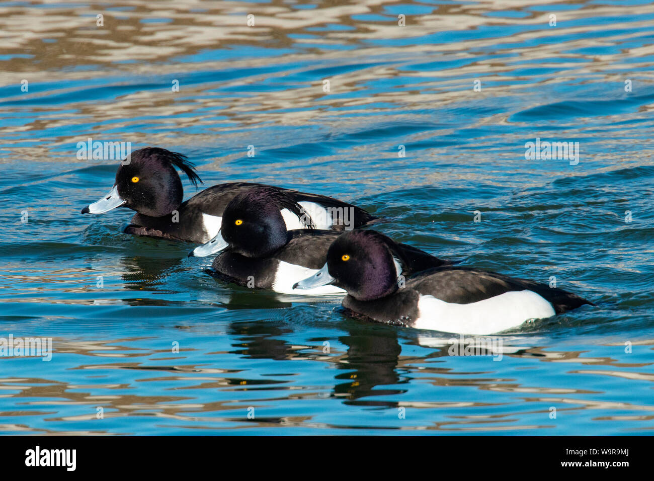tufted ducks, Moosburger Stausee, Bavaria, Germany, (Aythya fuligula ...