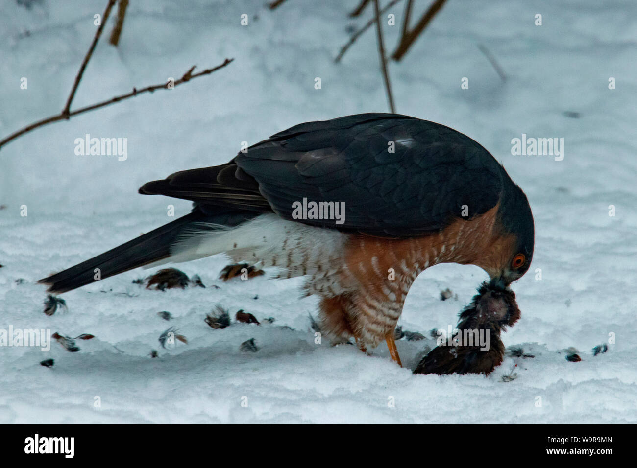 Predator chasing prey hi-res stock photography and images - Alamy
