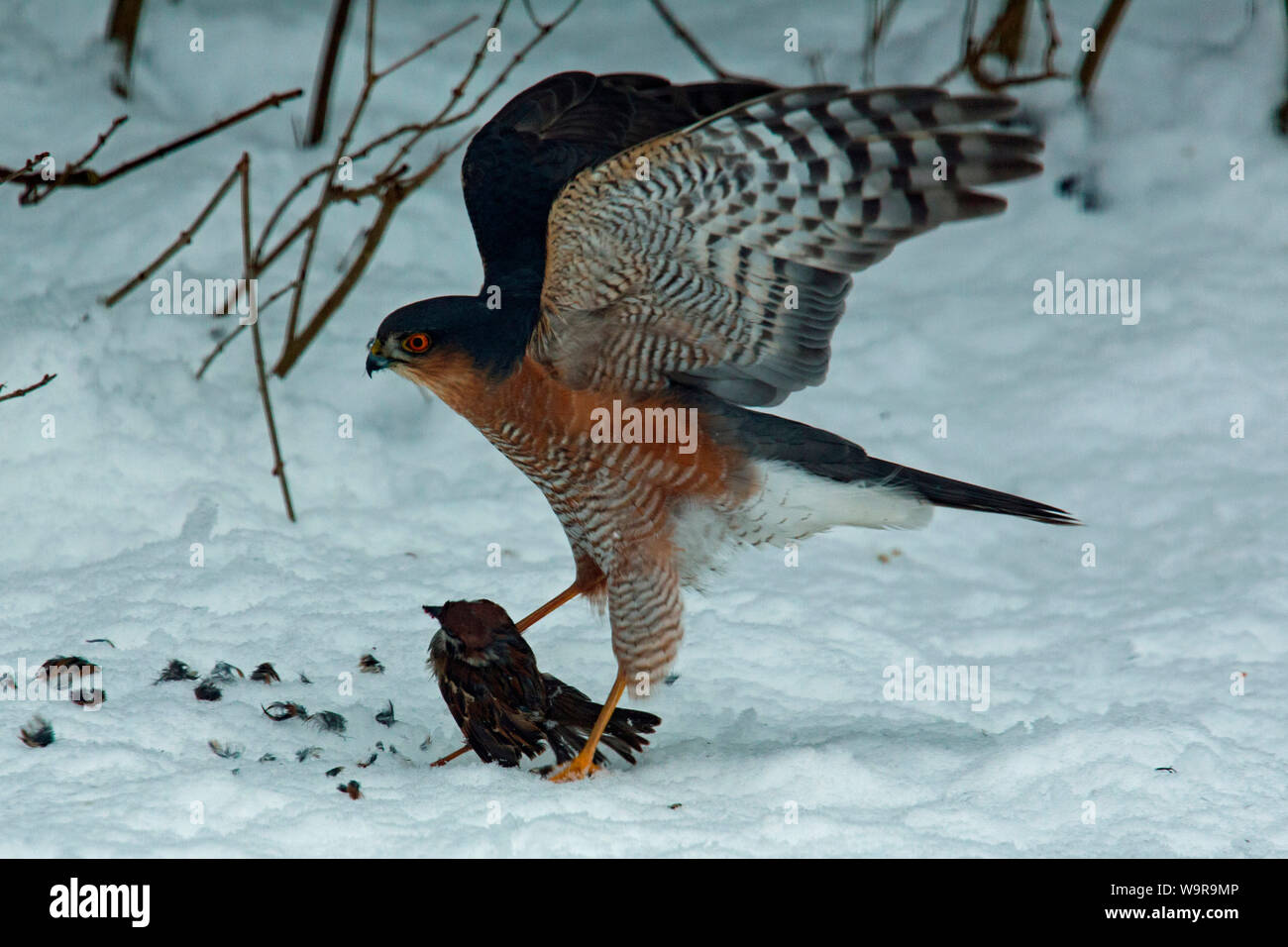 Predator chasing prey hi-res stock photography and images - Alamy