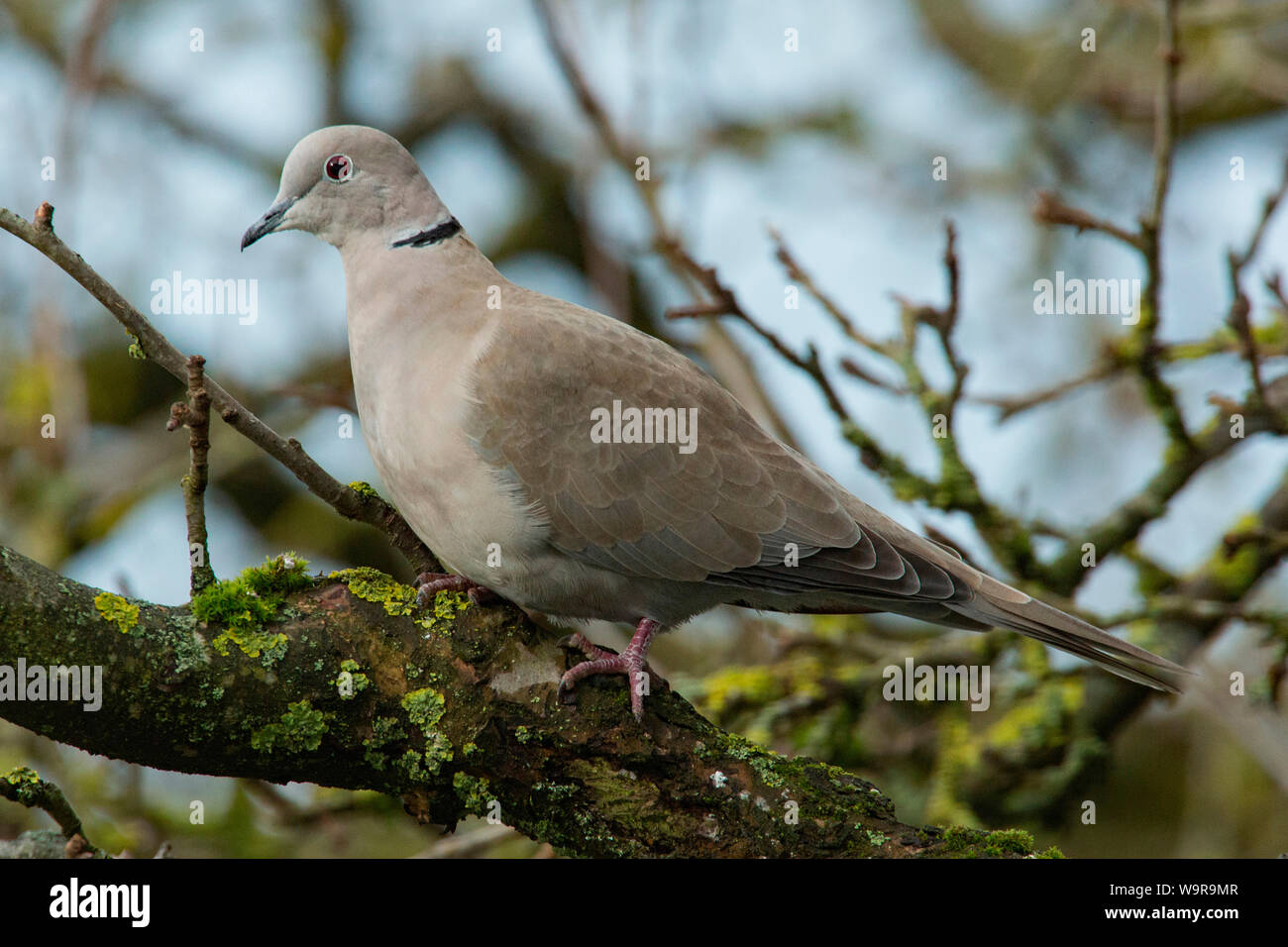 eurasian collared dove, (Streptopelia decaocto Stock Photo - Alamy