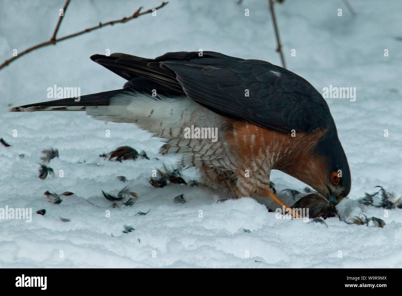 Predator chasing prey hi-res stock photography and images - Alamy