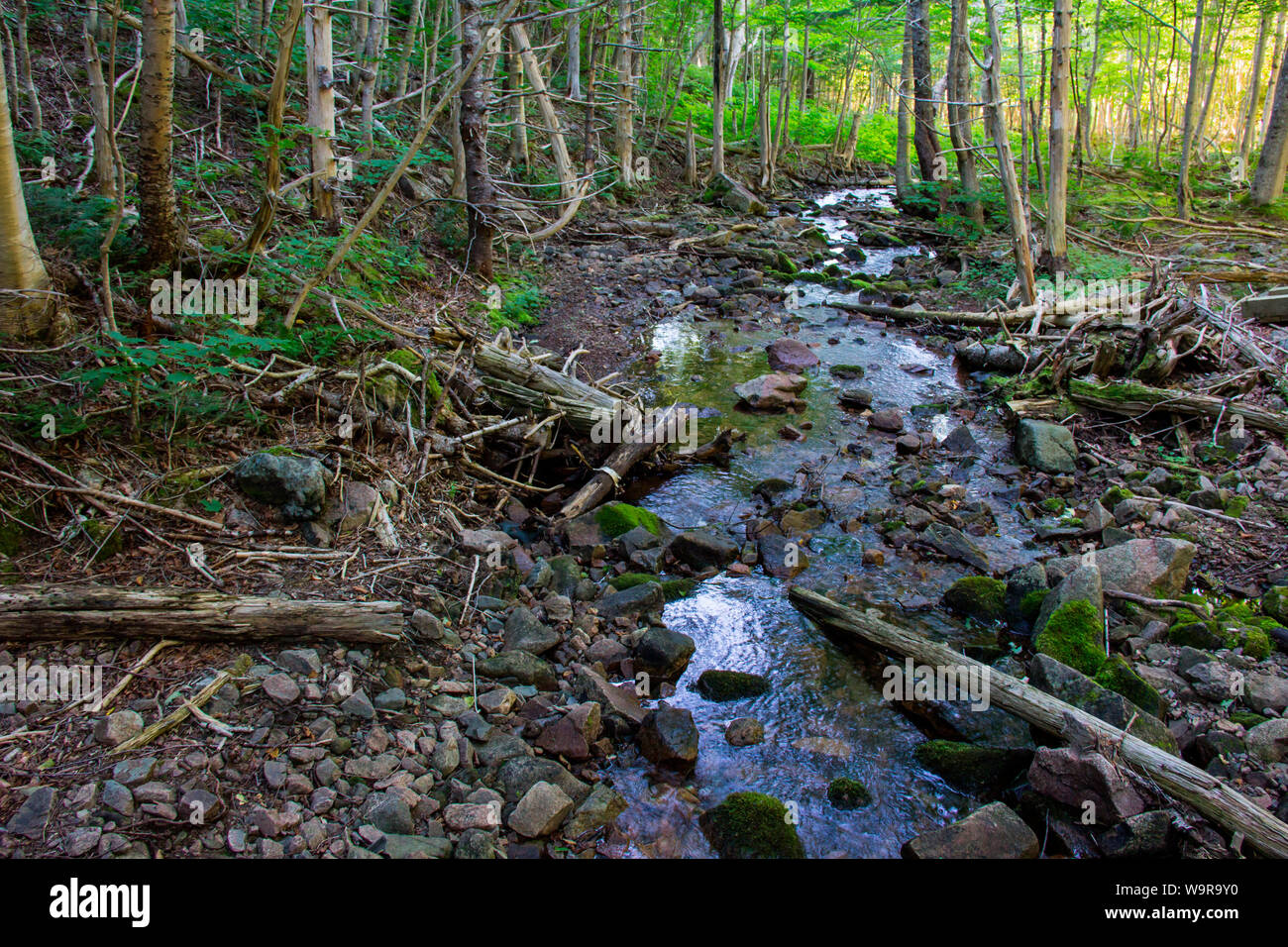 Acadian Trail, Cape Breton Nationalpark, Cape Breton Island, Nova ...