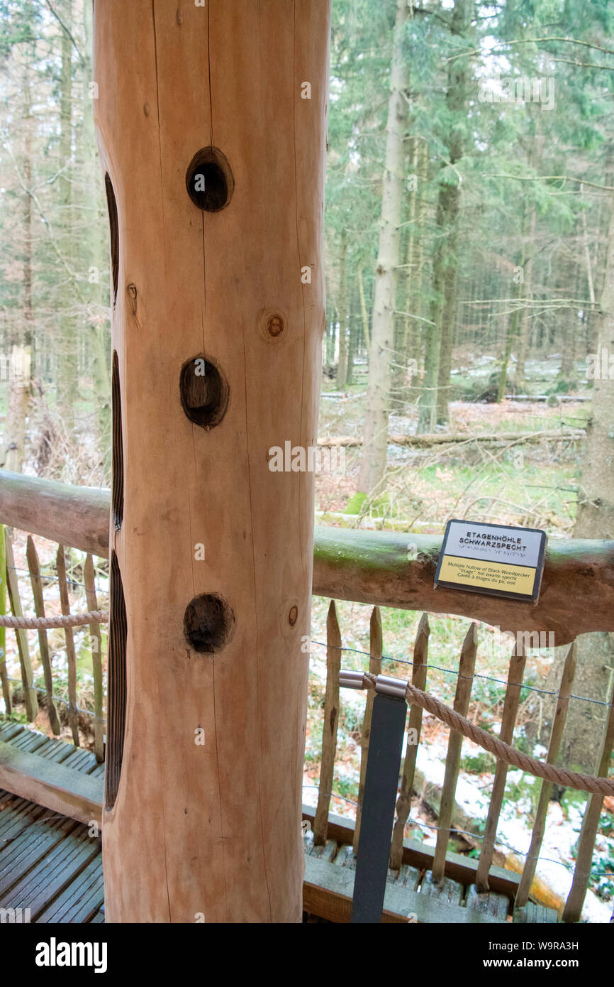 Nest cavity cavities hi-res stock photography and images - Alamy