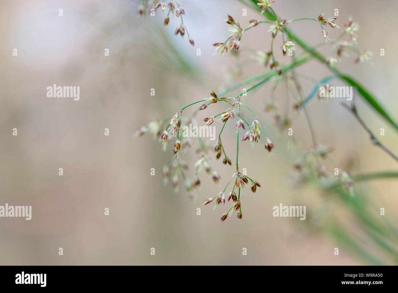 Great wood rush luzula sylvatica hi-res stock photography and images ...