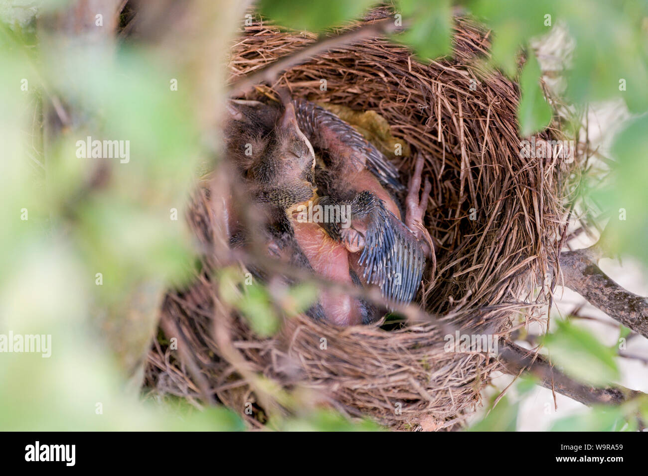 Blackbird nest, nestlings, Common Blackbird, Eurasian blackbird, Lower ...