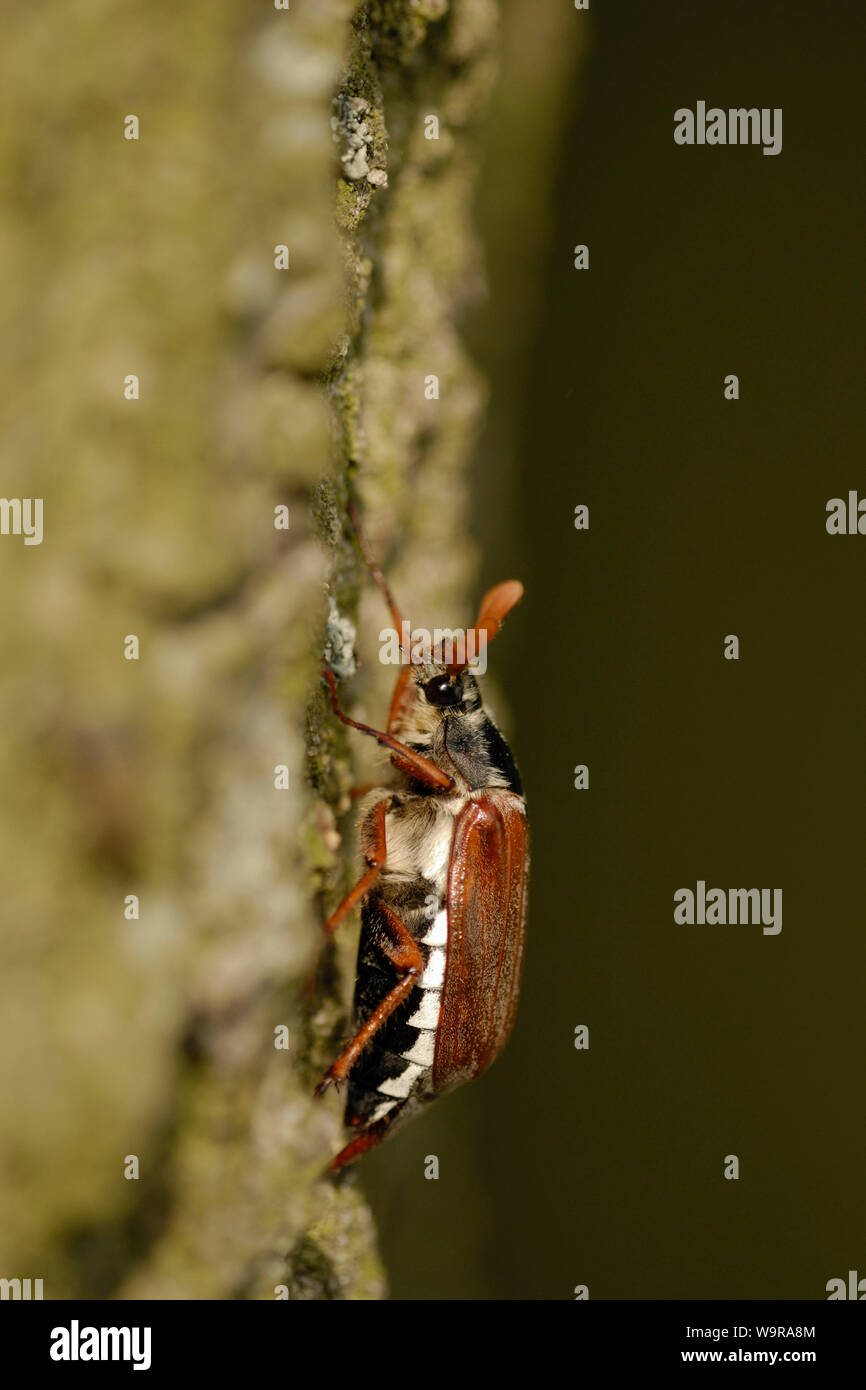 Cockchafer beetles hi-res stock photography and images - Alamy