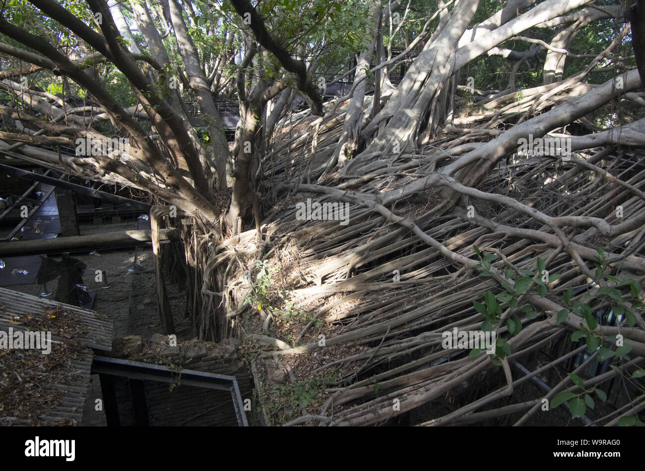 tree house covered with roots and stems Stock Photo - Alamy