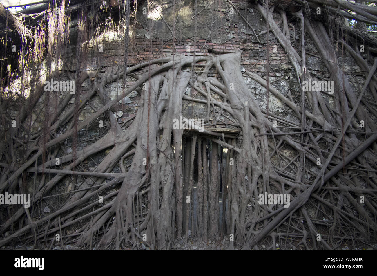 tree house covered with roots and stems Stock Photo - Alamy