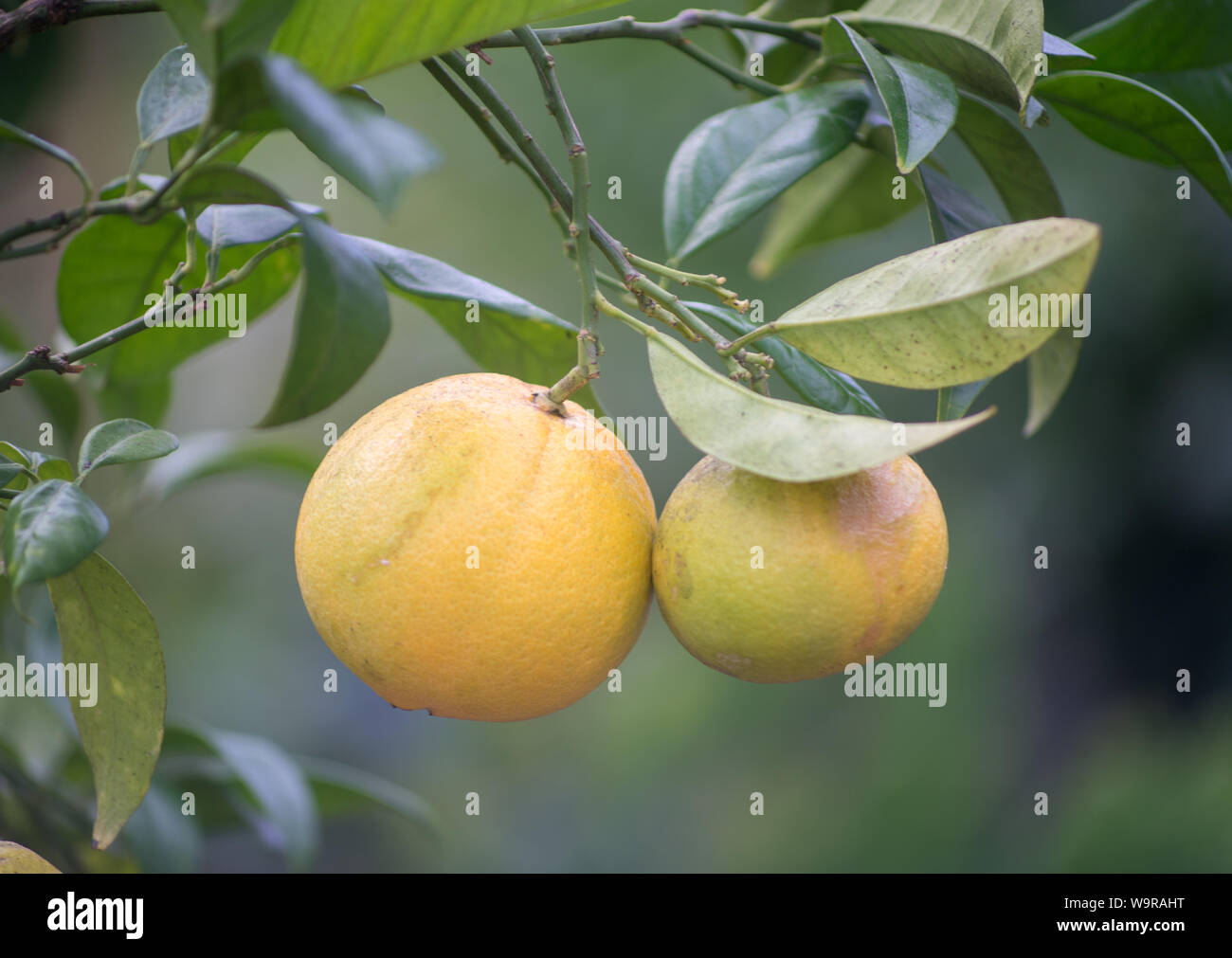 Oranges hanging from orange tree hi-res stock photography and images ...