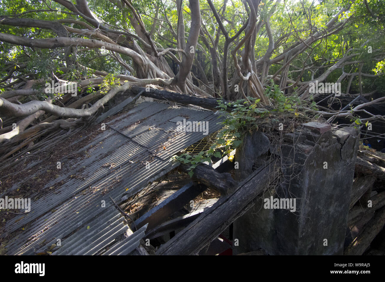 tree house covered with roots and stems Stock Photo - Alamy