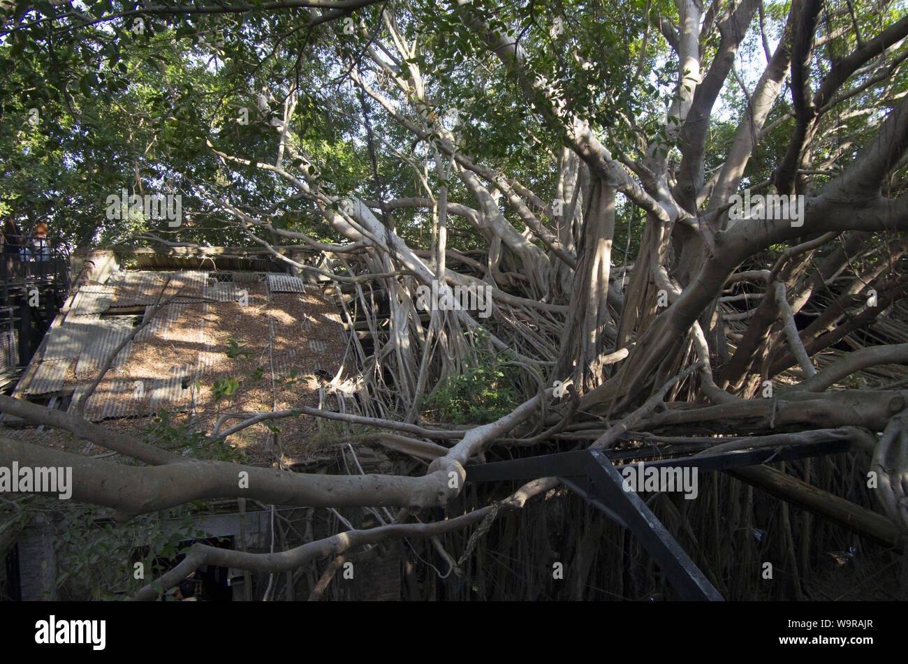 tree house covered with roots and stems Stock Photo - Alamy