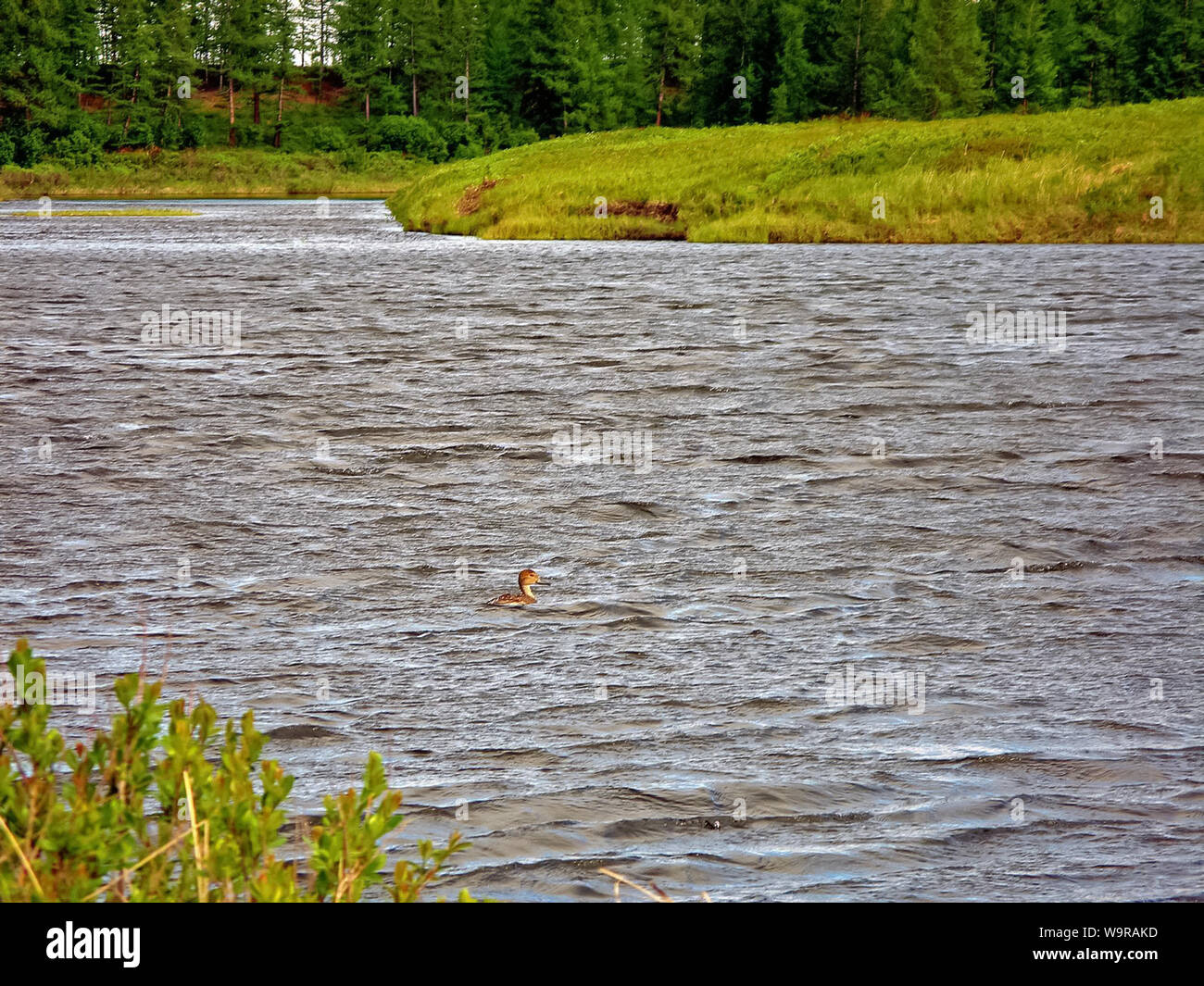 Gray spot billed duck hi-res stock photography and images - Alamy