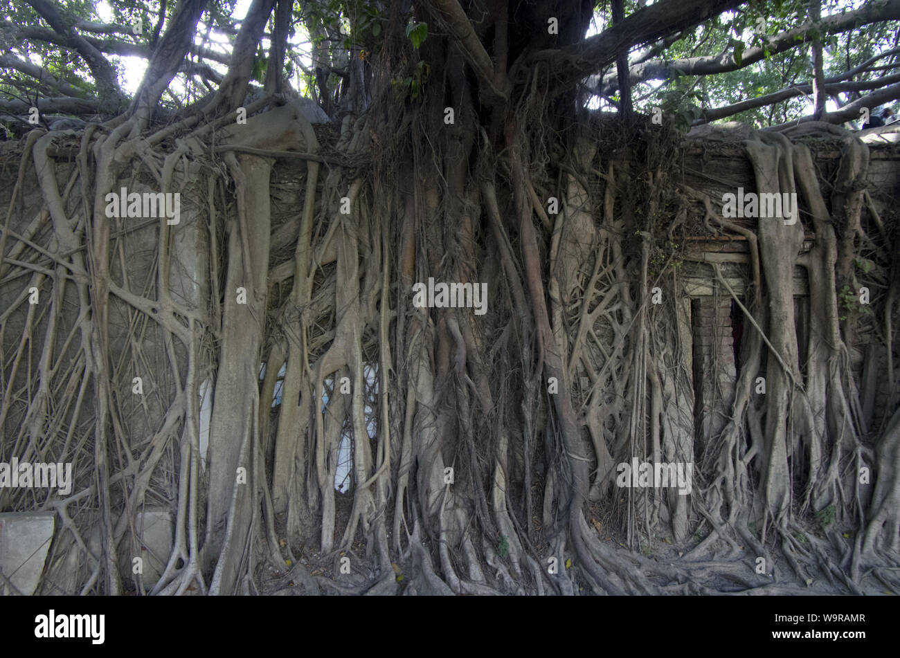 tree house covered with roots and stems Stock Photo - Alamy