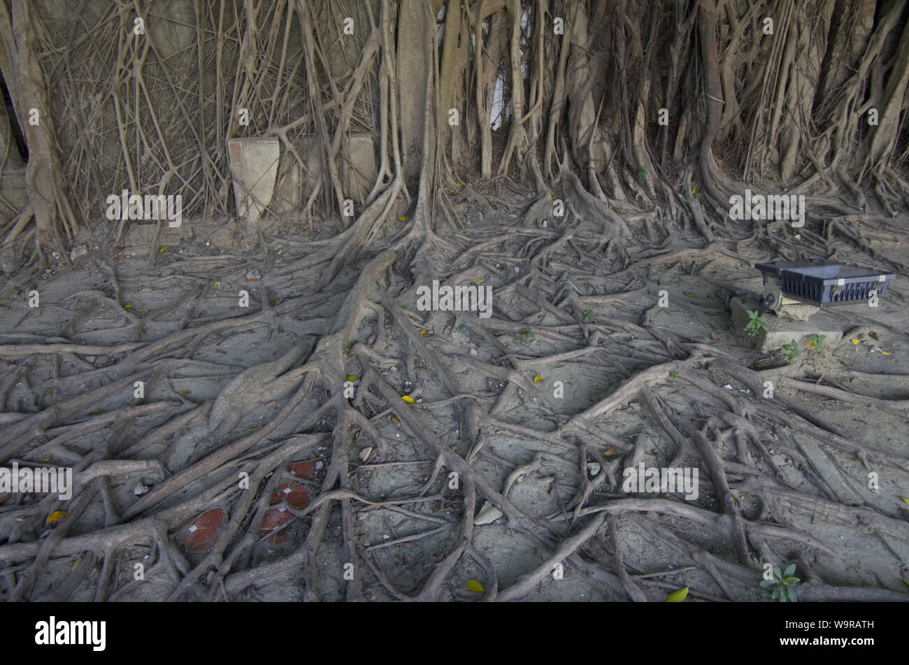 House covered tree roots hi-res stock photography and images - Alamy