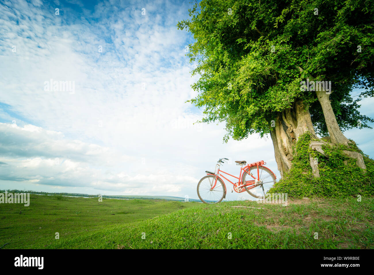 Green tree and red bicycle resting on it with blue sky background Stock ...