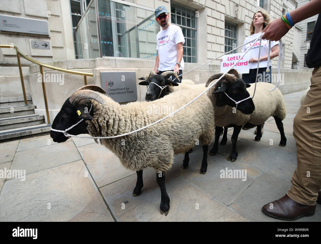 A flock of sheep are herded past government buildings in Whitehall ...