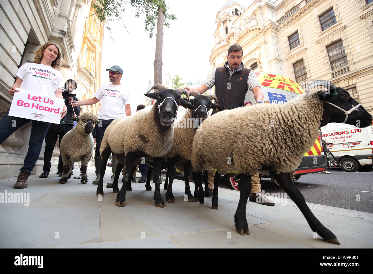 A flock of sheep are herded past government buildings in Whitehall ...