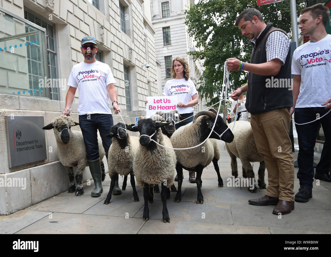 A flock of sheep are herded past government buildings in Whitehall ...