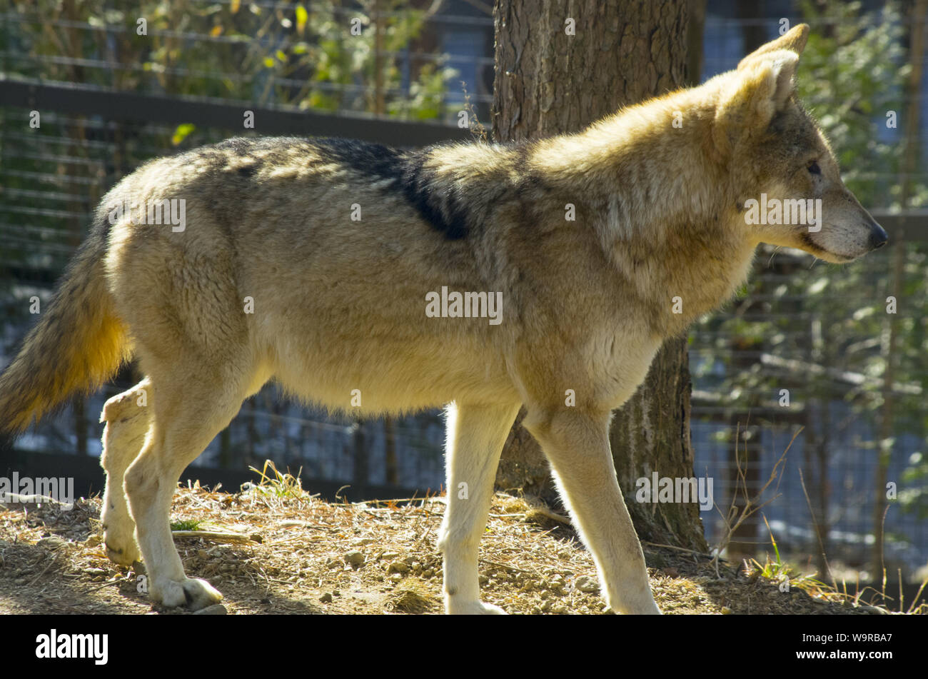 wolf goofing around Stock Photo - Alamy