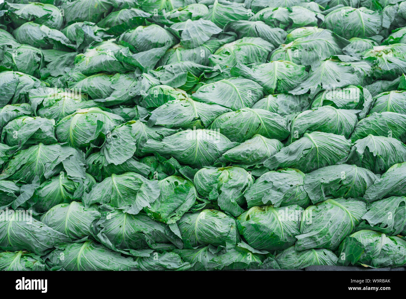 cabbage in the truck prepare to the market Stock Photo - Alamy