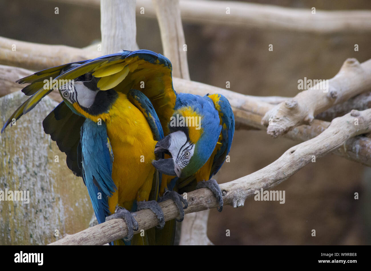 blue and yellow parrot Stock Photo - Alamy