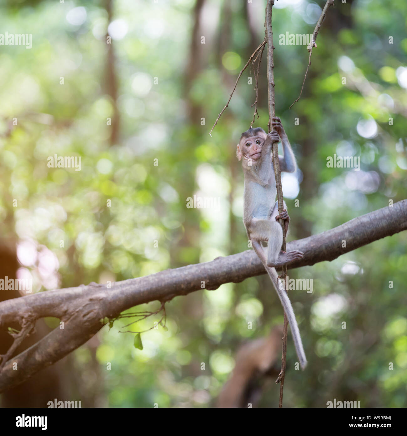 Monkey hanging hi-res stock photography and images - Alamy