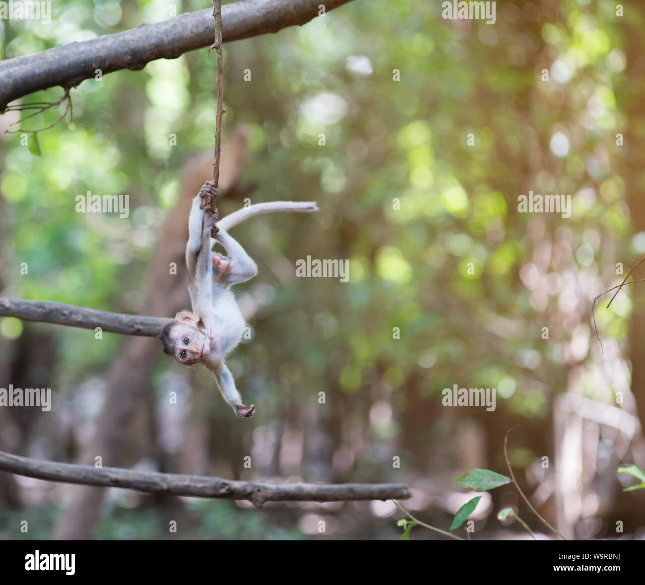 Monkey hanging on the tree hi-res stock photography and images - Alamy