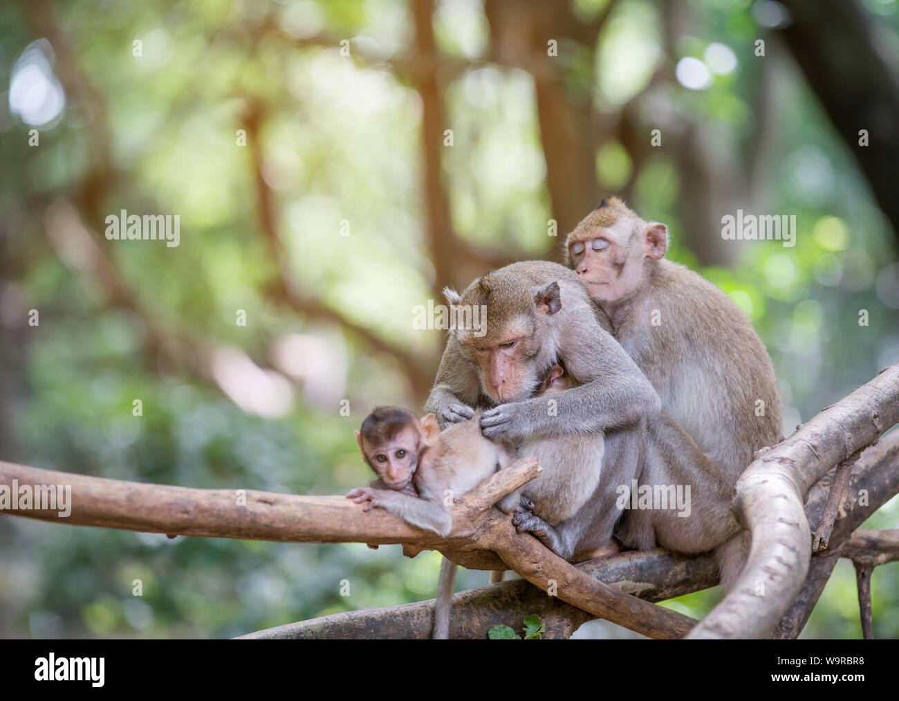 Family monkey hi-res stock photography and images - Alamy