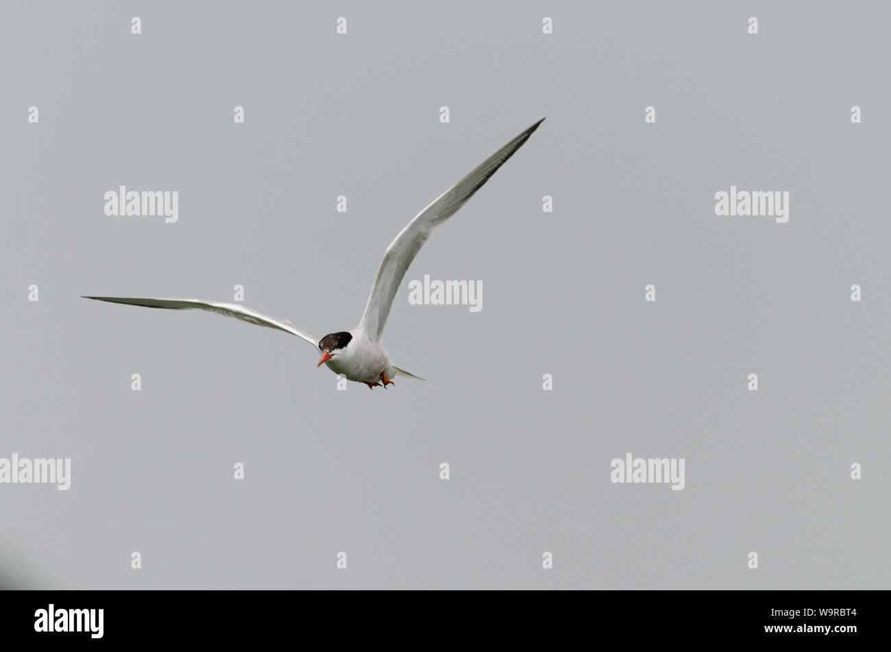 Common tern in flight Stock Photo - Alamy